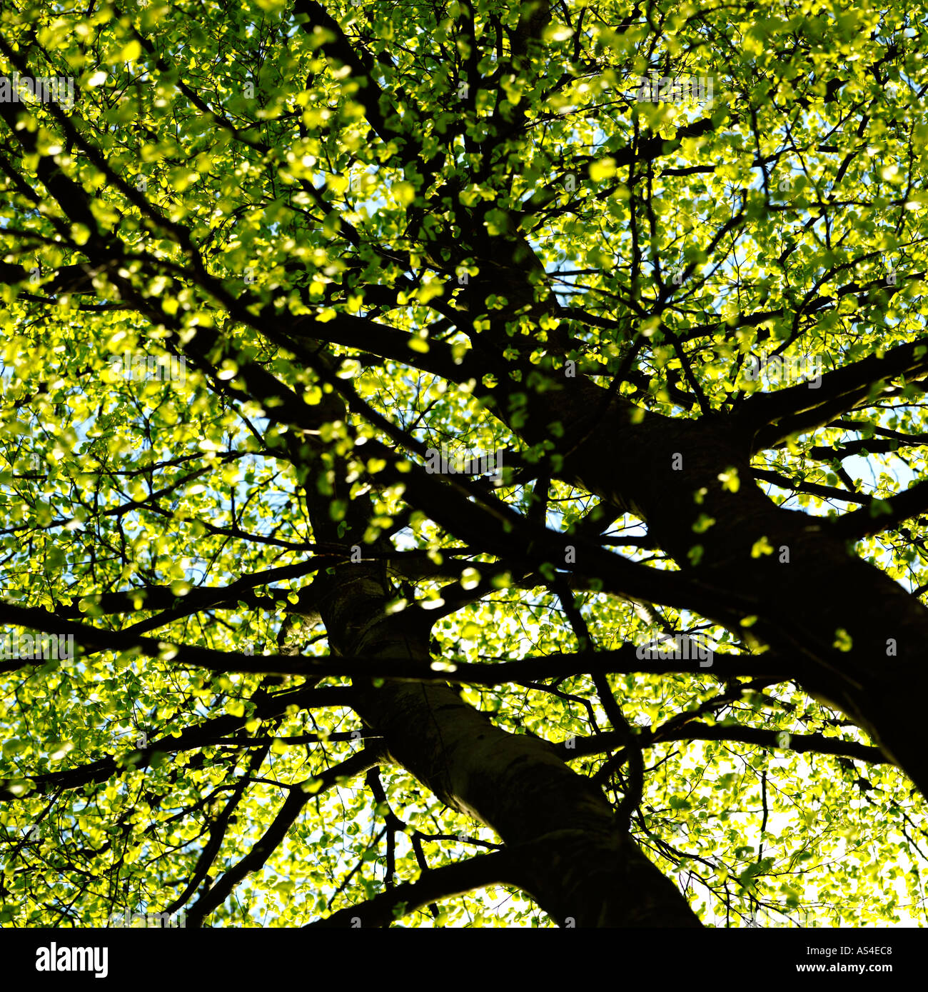 Beech Trees Ashridge Forest Hertfordshire High Resolution Stock ...