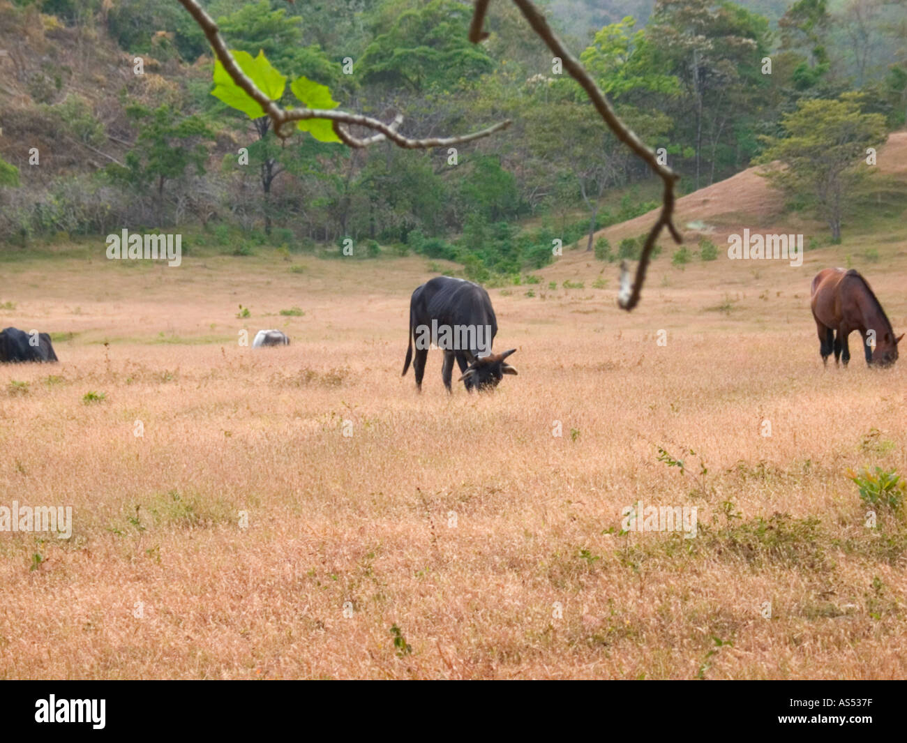Zebu cattle (Bos primigenius indicus Stock Photo - Alamy