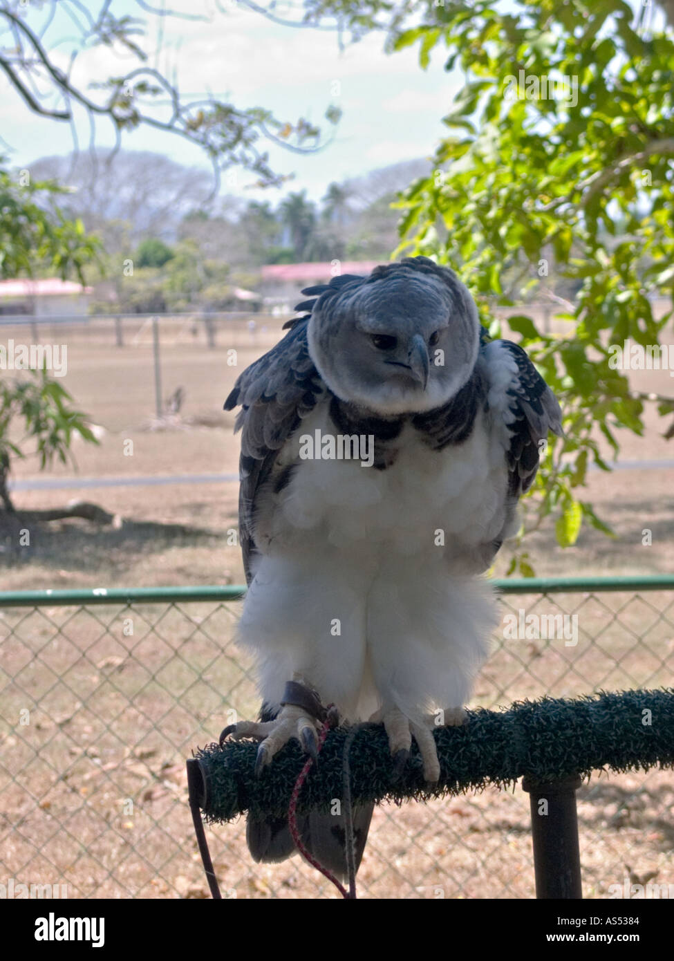 Harpy eagle panama hi-res stock photography and images - Alamy