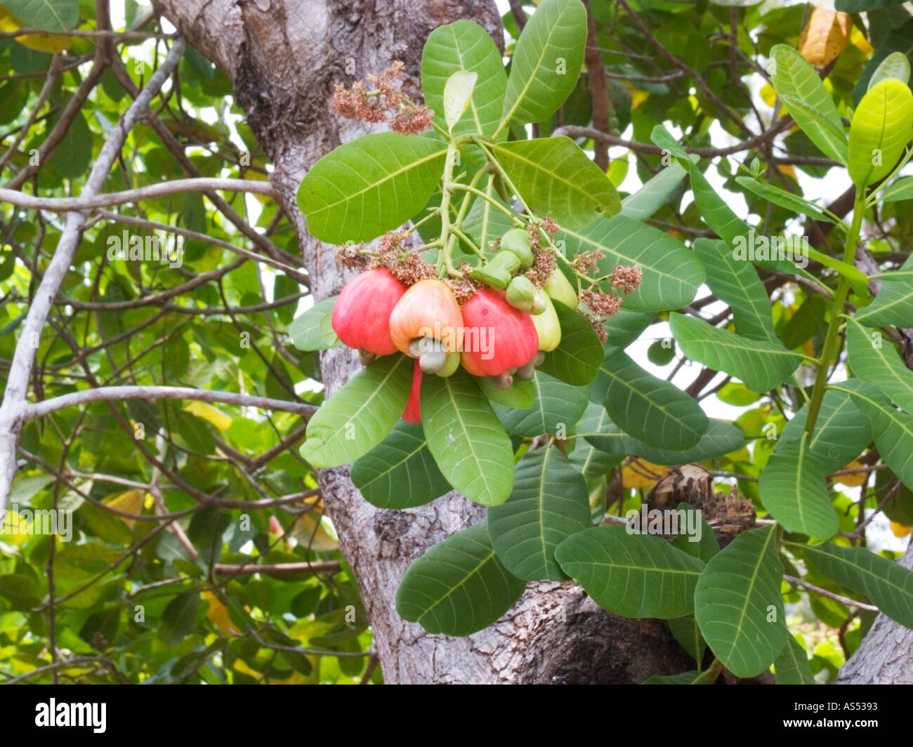 Cashew apples hi-res stock photography and images - Alamy