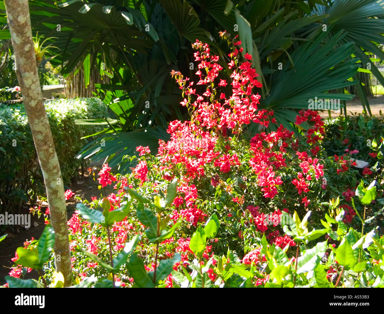 Bougainvillea Tropical Flower Stock Photo - Alamy