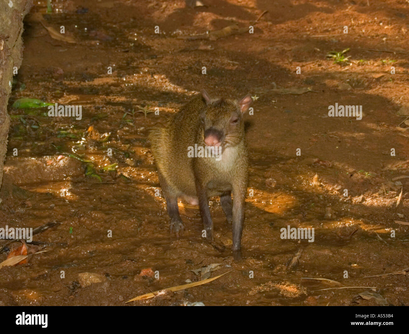 Paca Rodent High Resolution Stock Photography and Images - Alamy