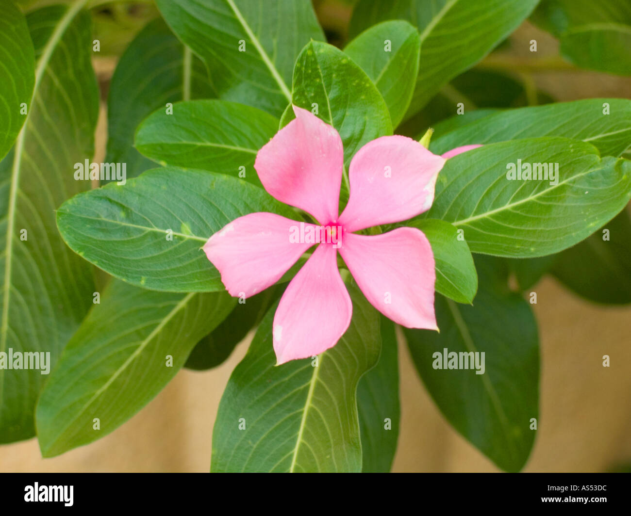 Vinca rosea, Catharanthus roseus, Madagascar rosy periwinkle Stock ...