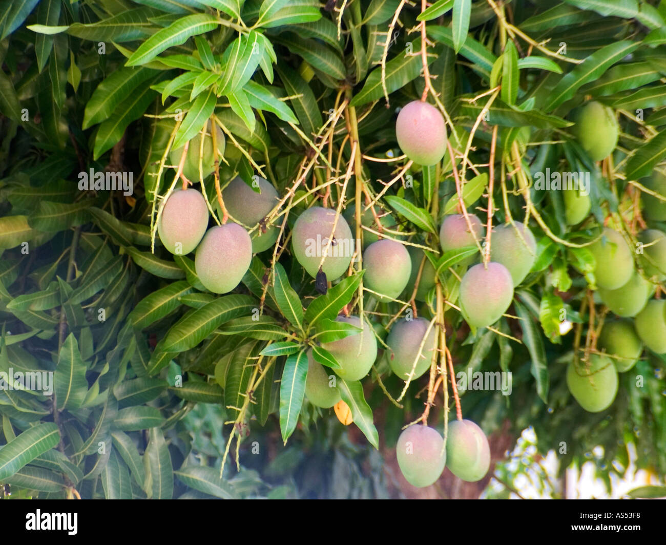 Panama mangoes hi-res stock photography and images - Alamy