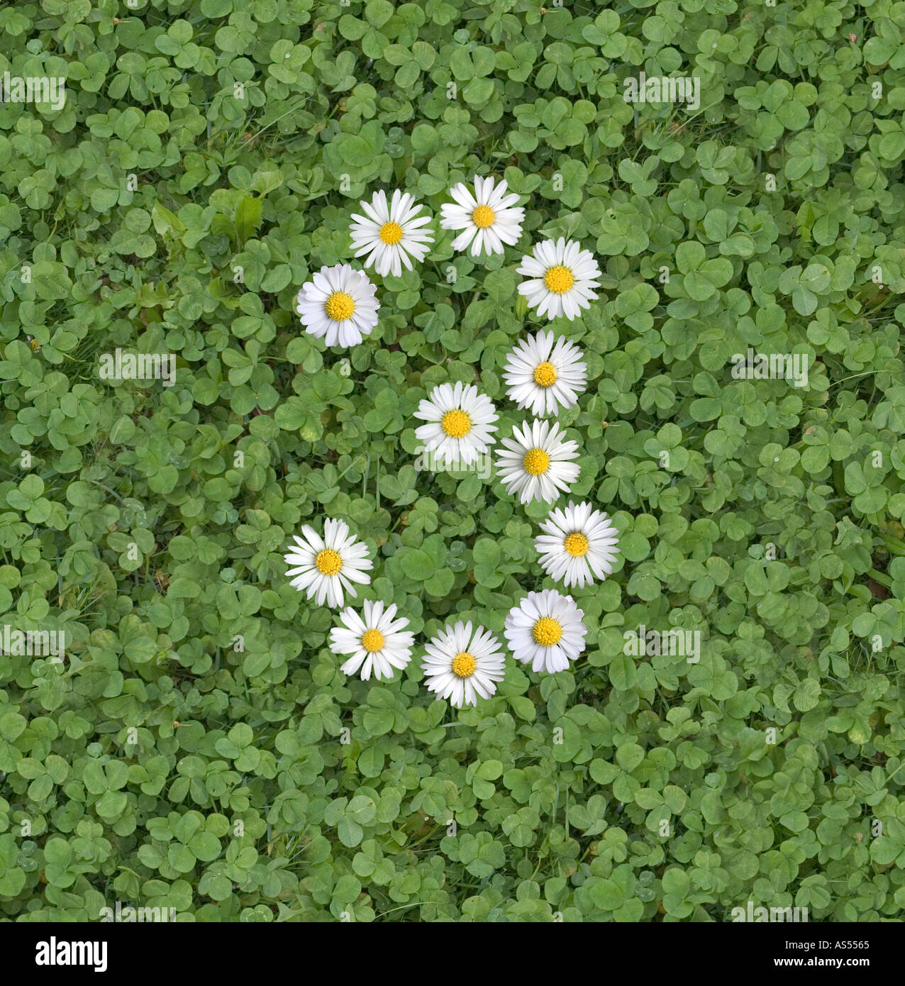 Cloverleafs High Resolution Stock Photography and Images - Alamy