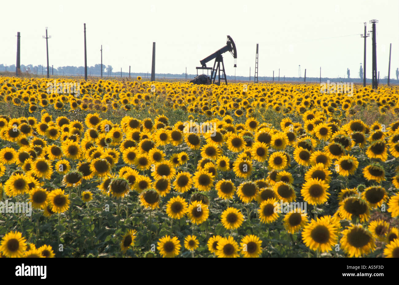 oil pump, sun-flowers Stock Photo - Alamy