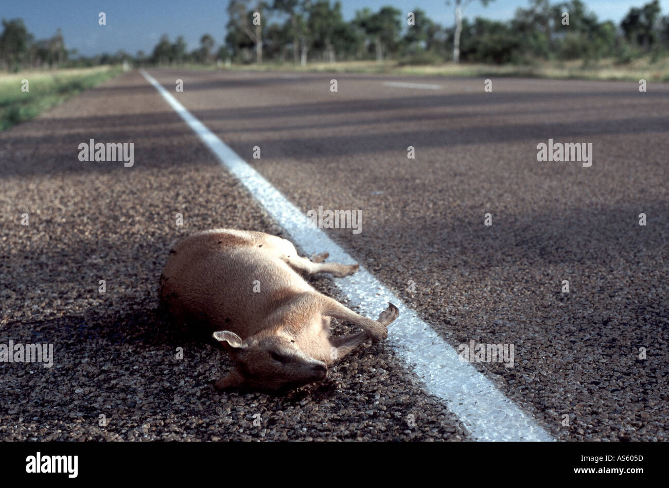 Maggots dead animal hi-res stock photography and images - Alamy