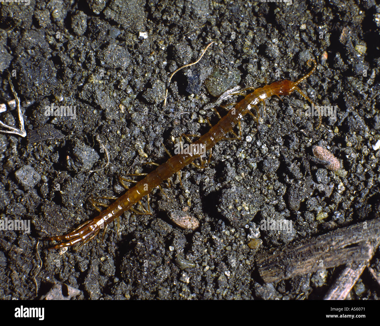 Earth centipede hi-res stock photography and images - Alamy