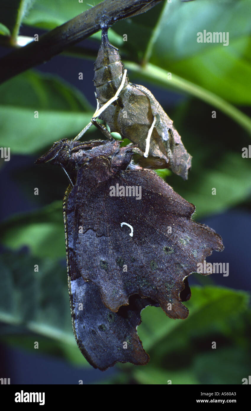 Comma butterfly chrysalis hi-res stock photography and images - Alamy