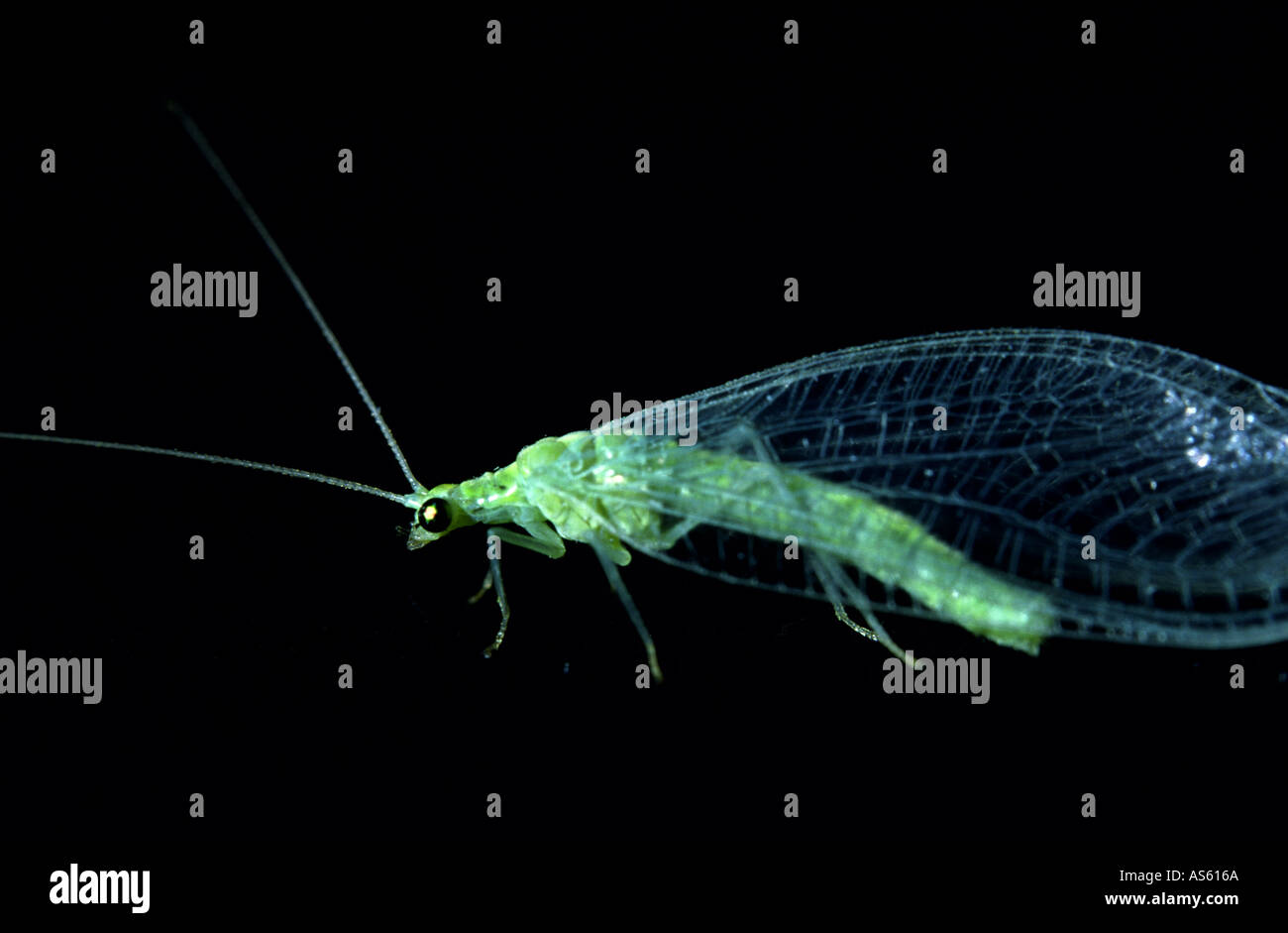 Golden eye lacewing hi-res stock photography and images - Alamy