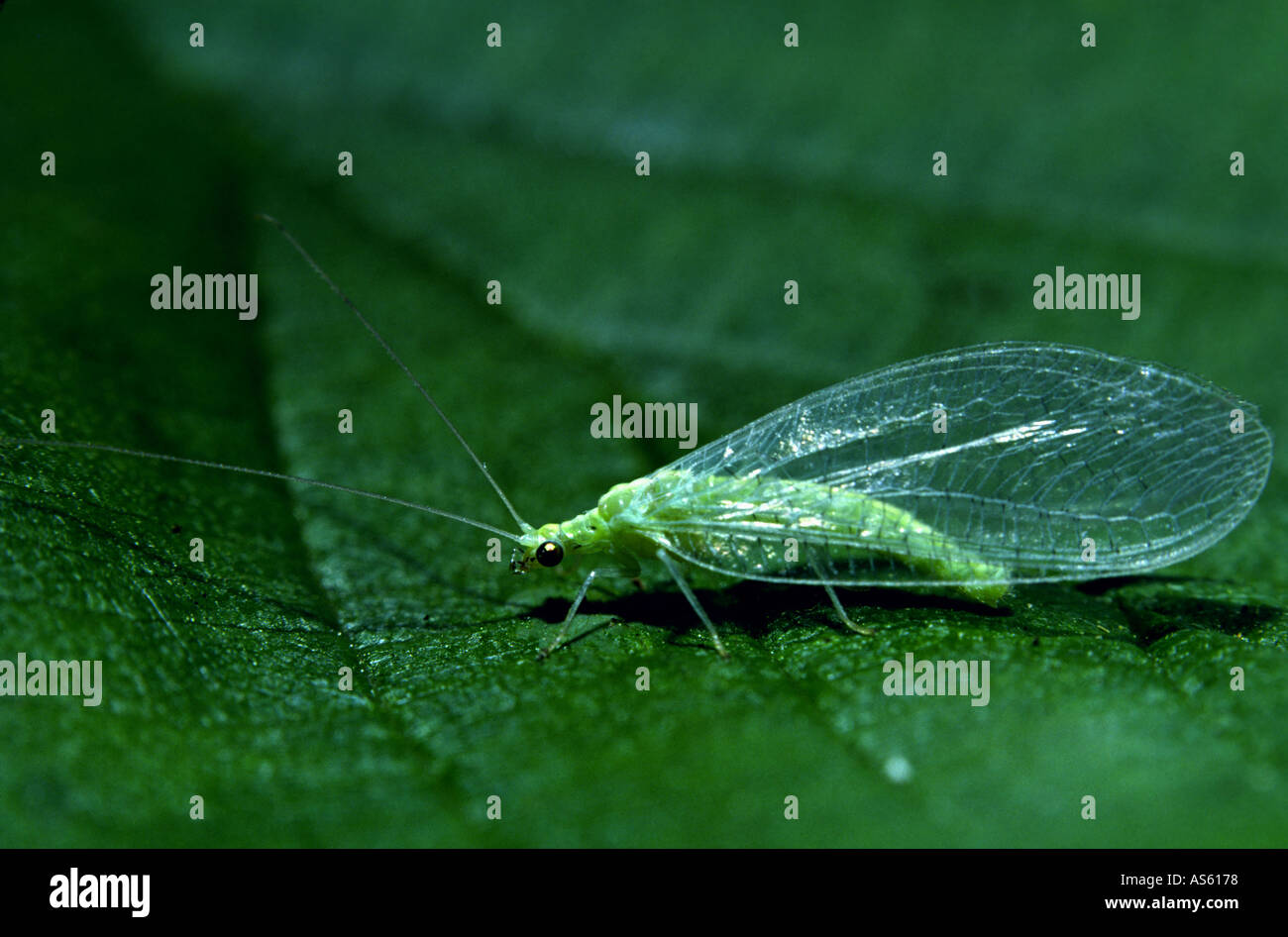 Lacewing fly hi-res stock photography and images - Alamy