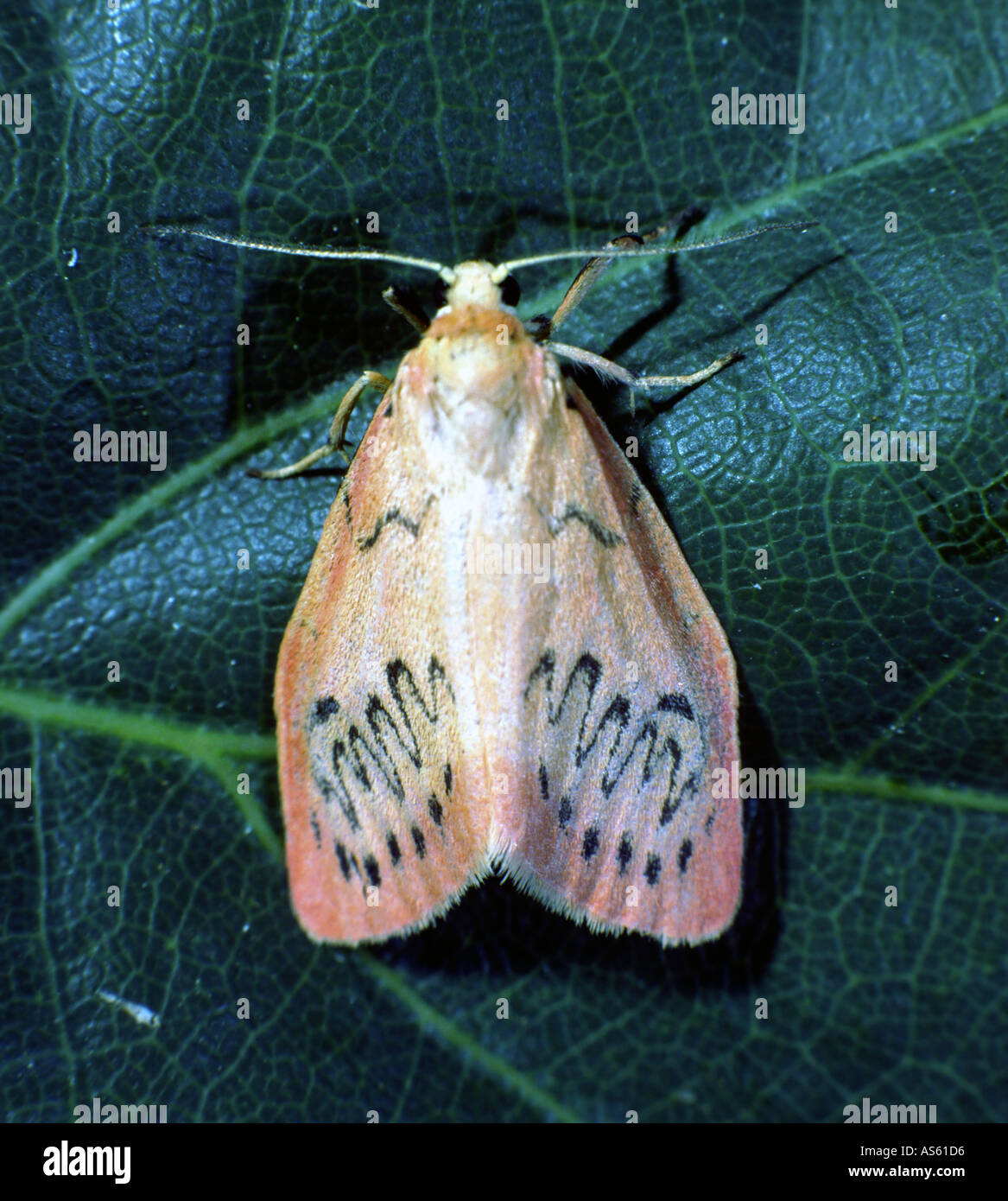 Rosy footman moth Stock Photo - Alamy