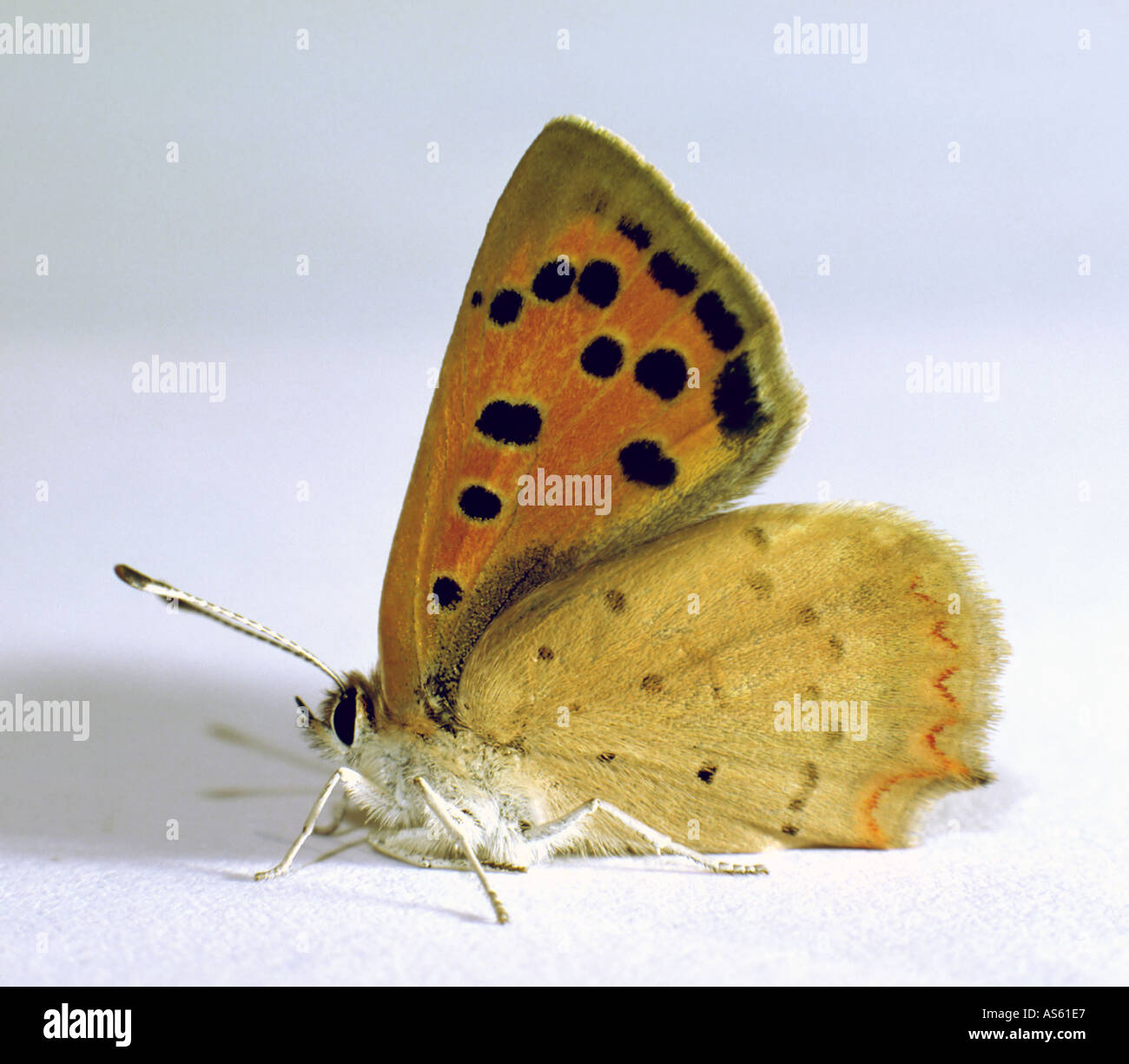 small copper butterfly Stock Photo - Alamy