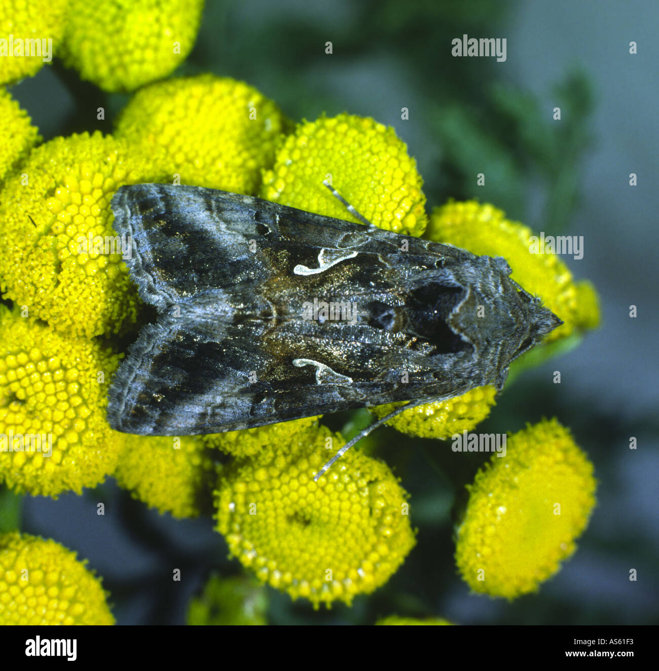 Silver Y moth Stock Photo - Alamy