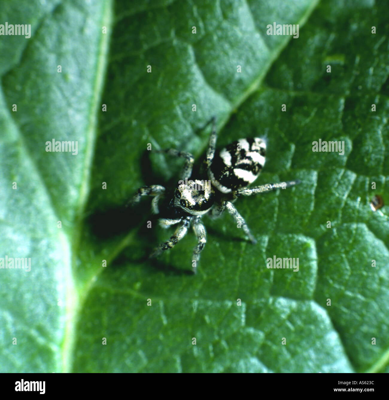 Zebra spider hunter hi-res stock photography and images - Alamy