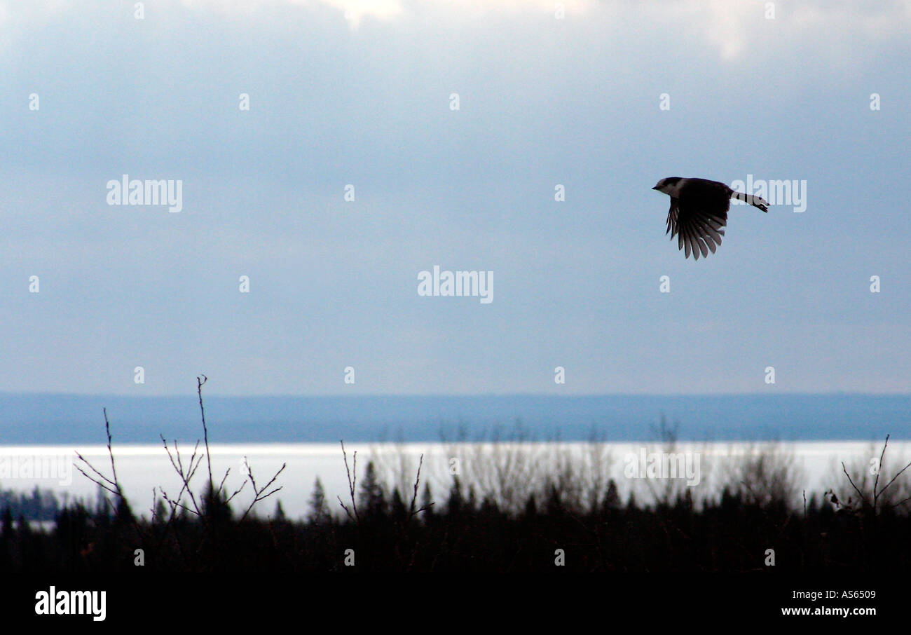 Canada jay in habitat hi-res stock photography and images - Alamy