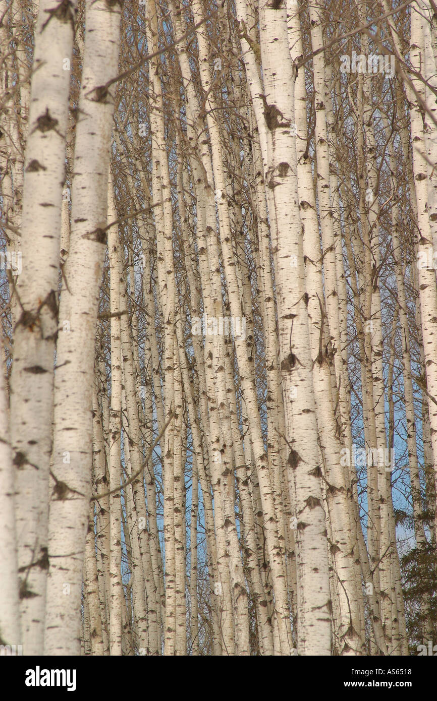 Birch tree trunks in scenic Northern Saskatchewan Canada Stock Photo ...