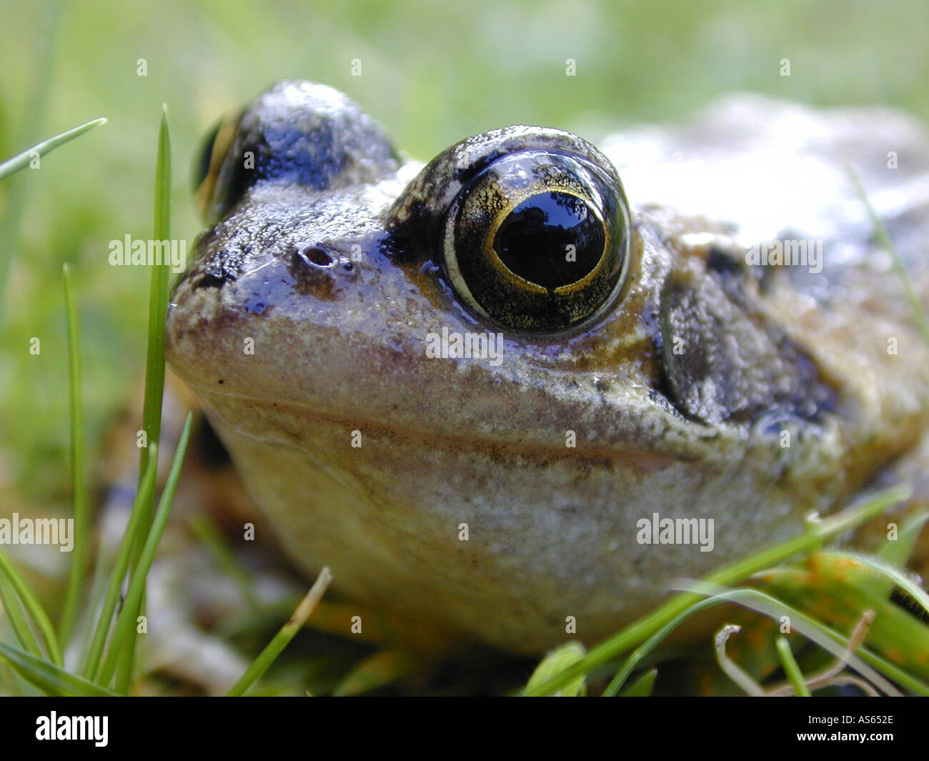 Common Frog in a garden Broadstairs Kent England Stock Photo - Alamy