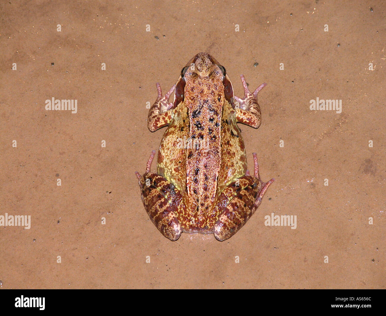 Common Frog in a garden Broadstairs Kent England Stock Photo - Alamy