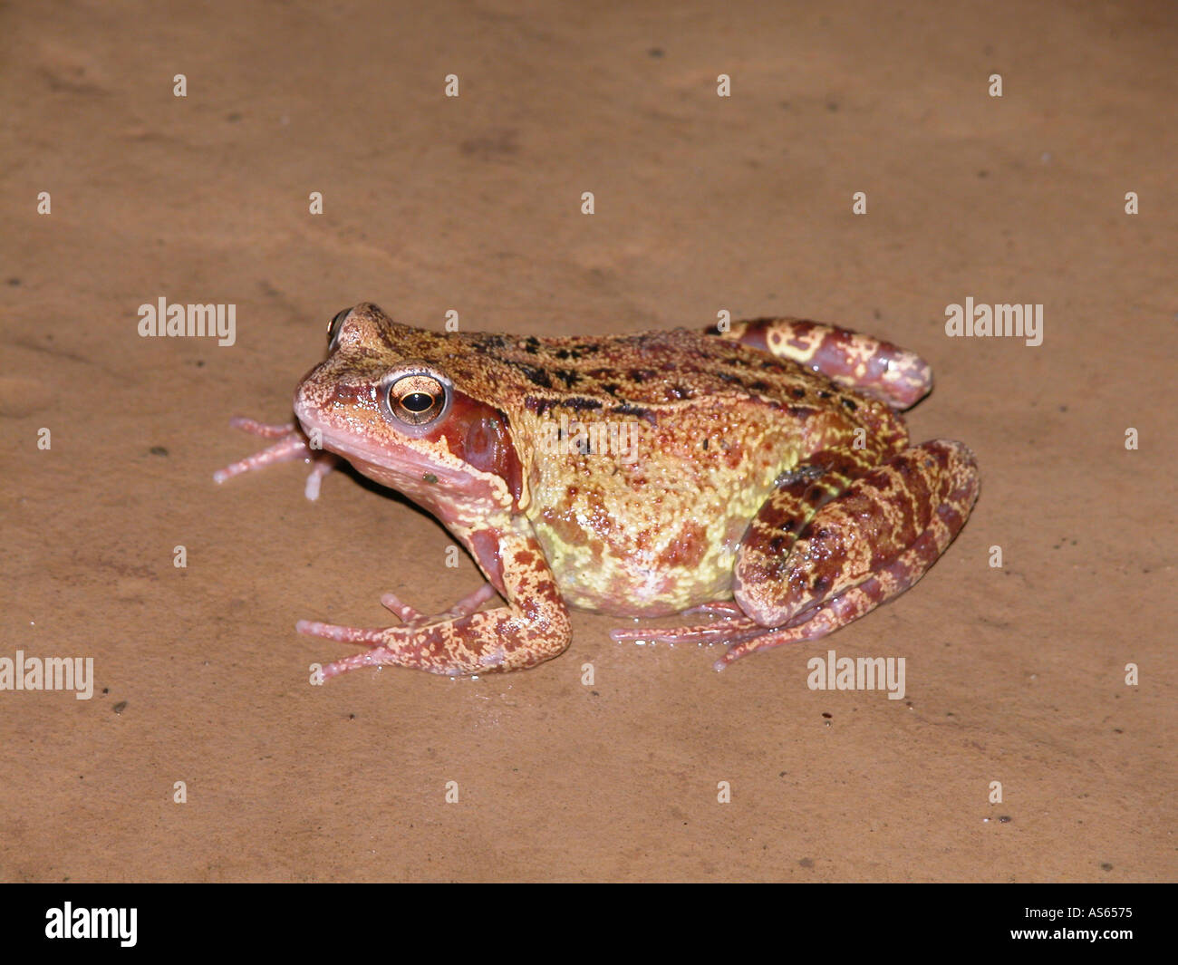 Common Frog in a garden Broadstairs Kent England Stock Photo - Alamy