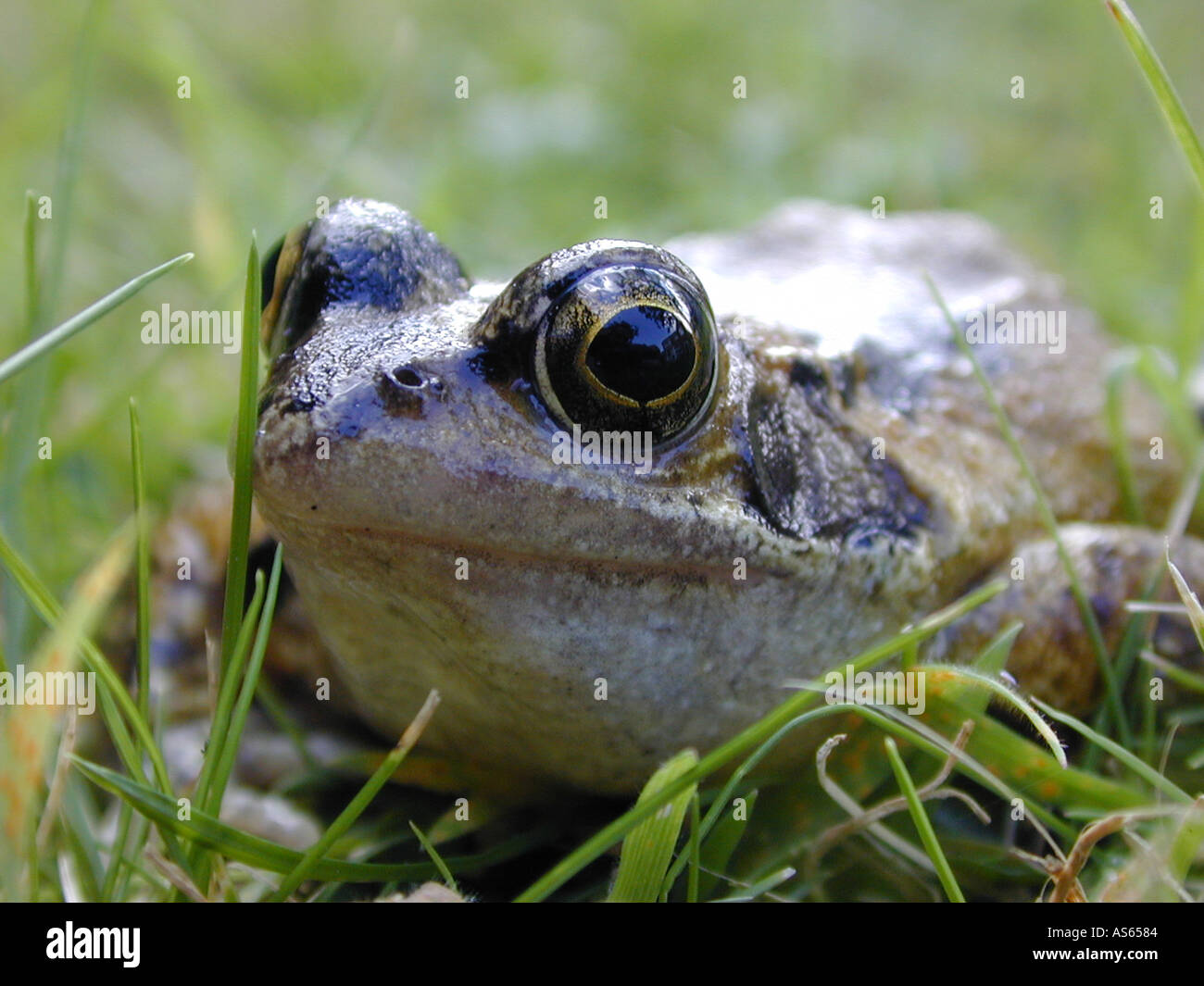 Common Frog in a garden Broadstairs Kent England Stock Photo - Alamy