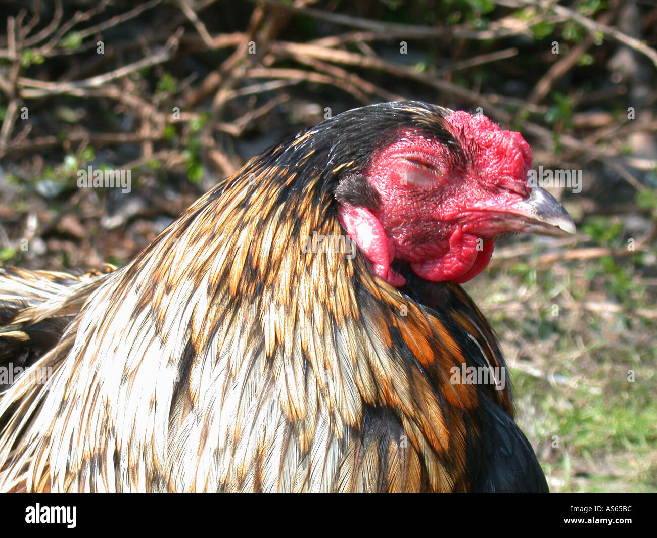 Chicken sitting in the sun Stock Photo - Alamy