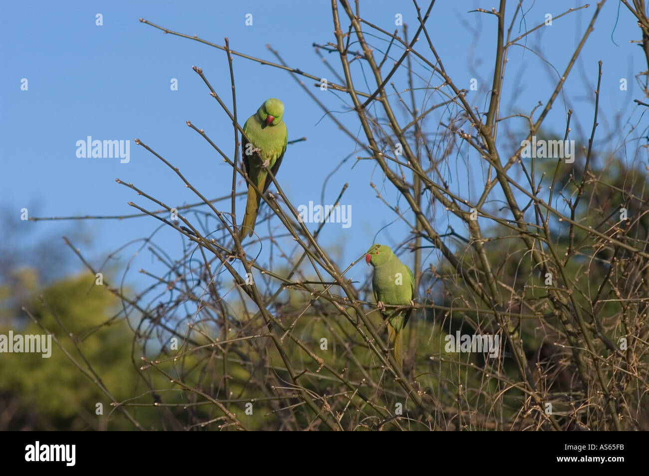 Indian Ring Neck Parakeets in Broadstairs Kent England Stock Photo - Alamy