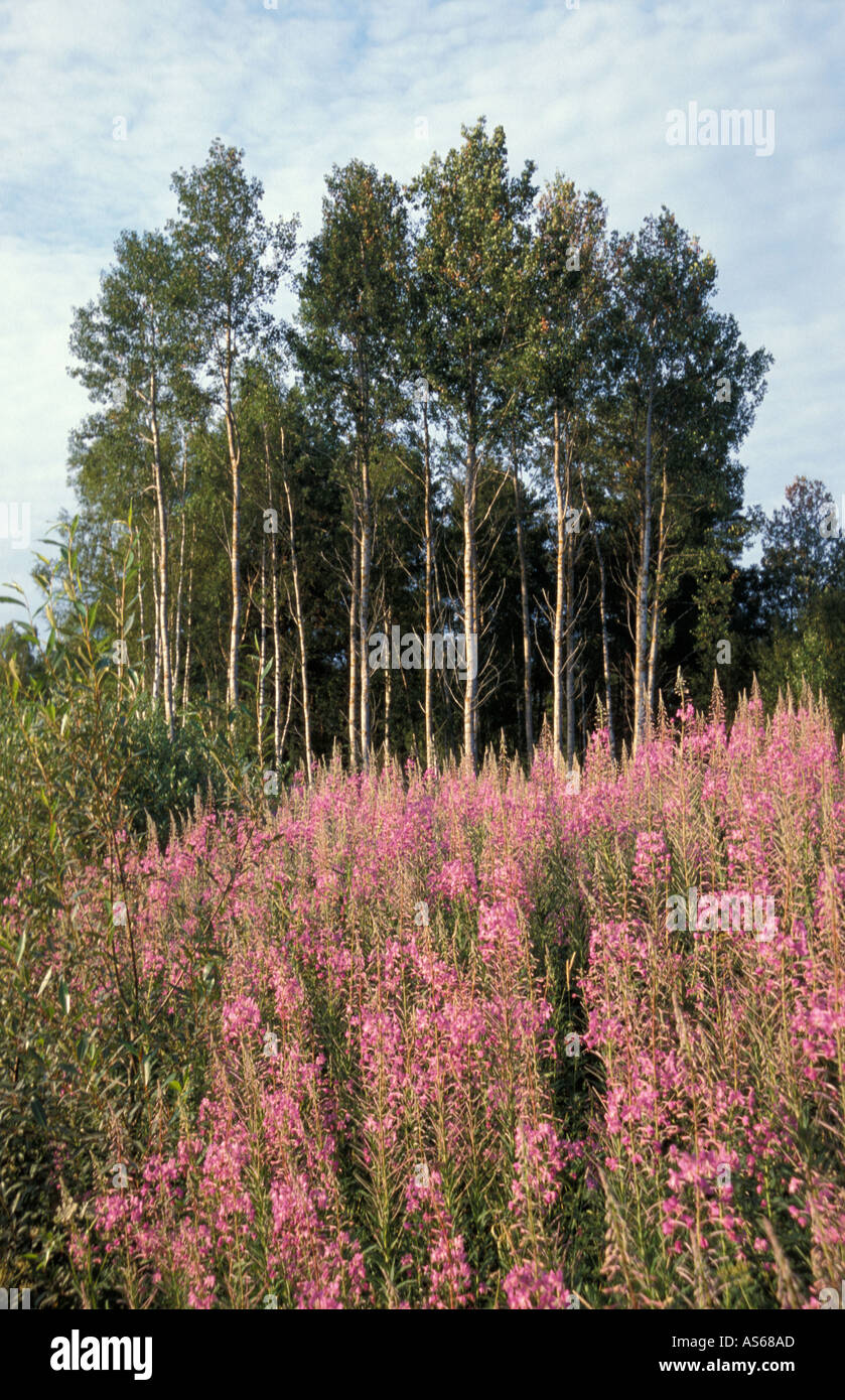 birch trees, fireweed Stock Photo - Alamy