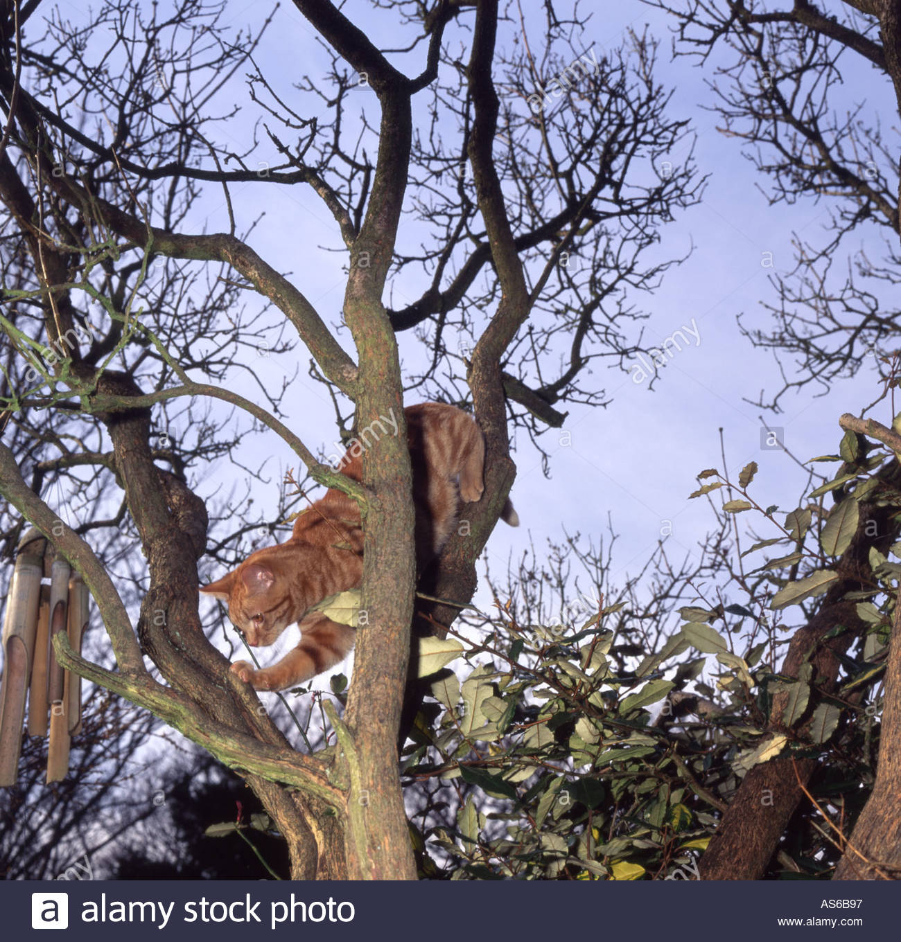 Cat in Tree Stock Photo - Alamy