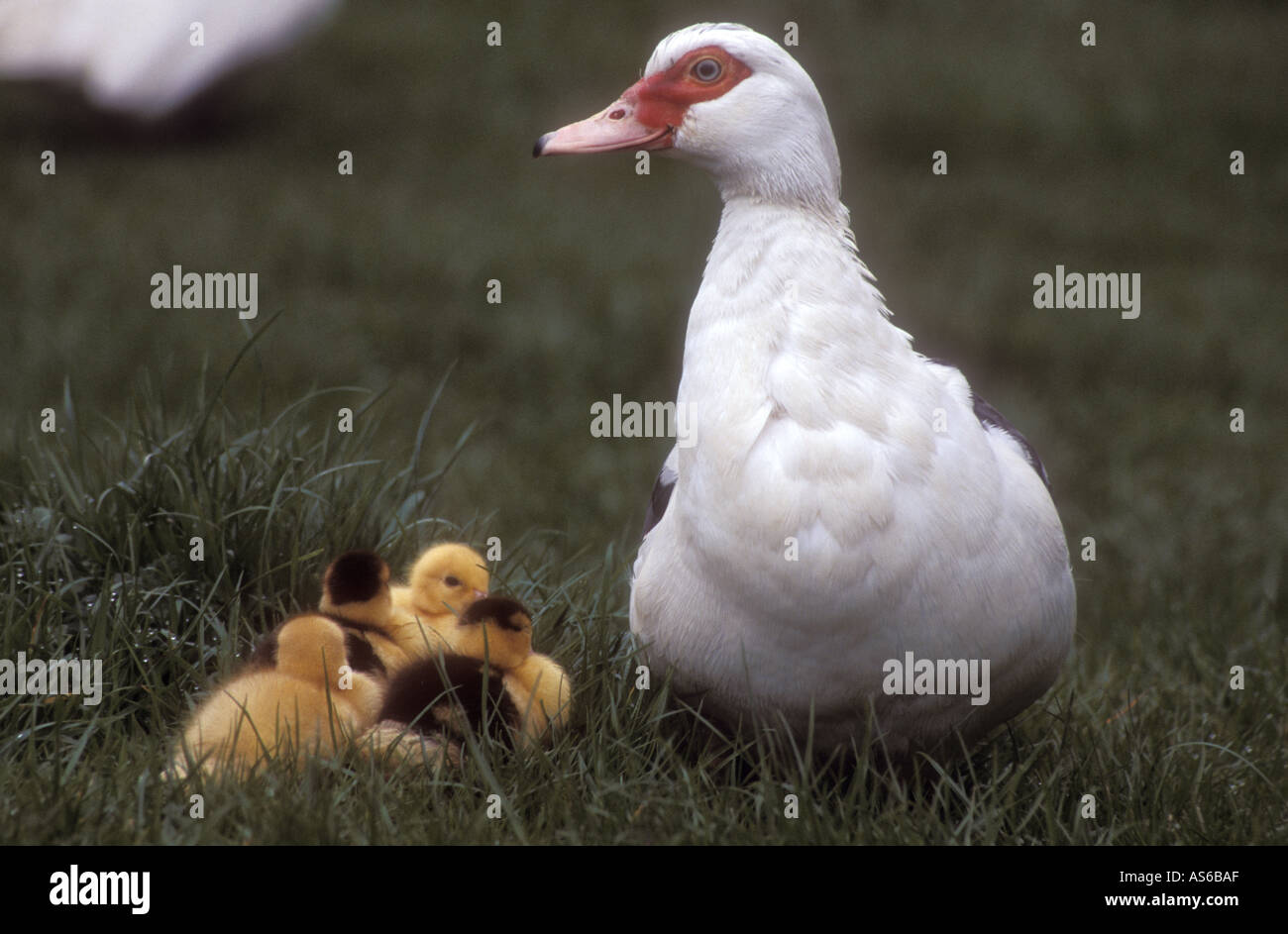 White duckling hi-res stock photography and images - Alamy