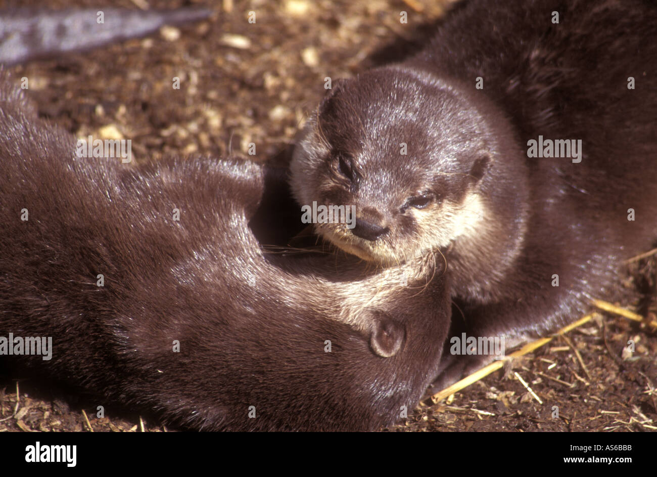 Two common otters lutra hi-res stock photography and images - Alamy