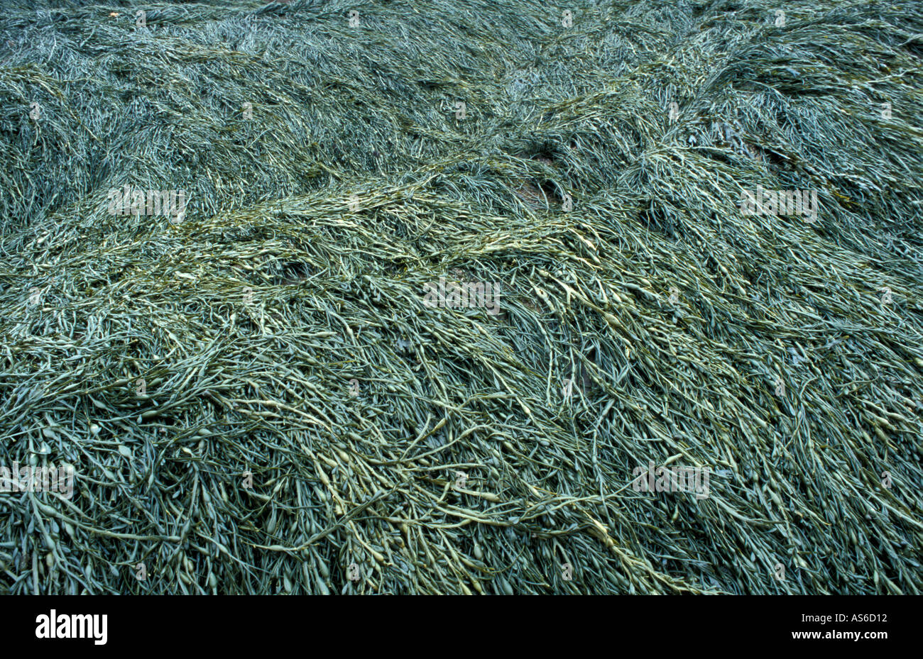 Weed seaweed hi-res stock photography and images - Alamy
