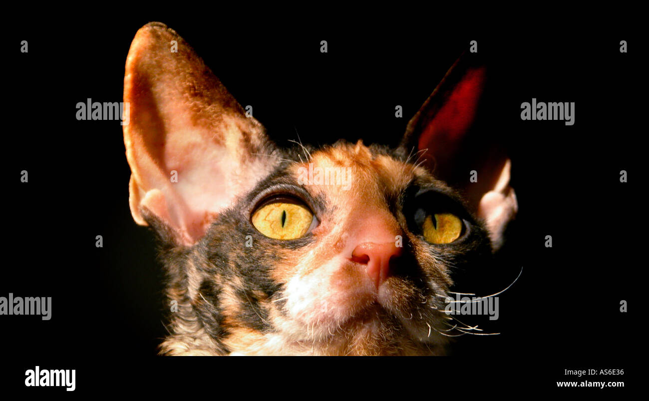 Cornish Rex breed of cat for show Calico young female Stock Photo - Alamy