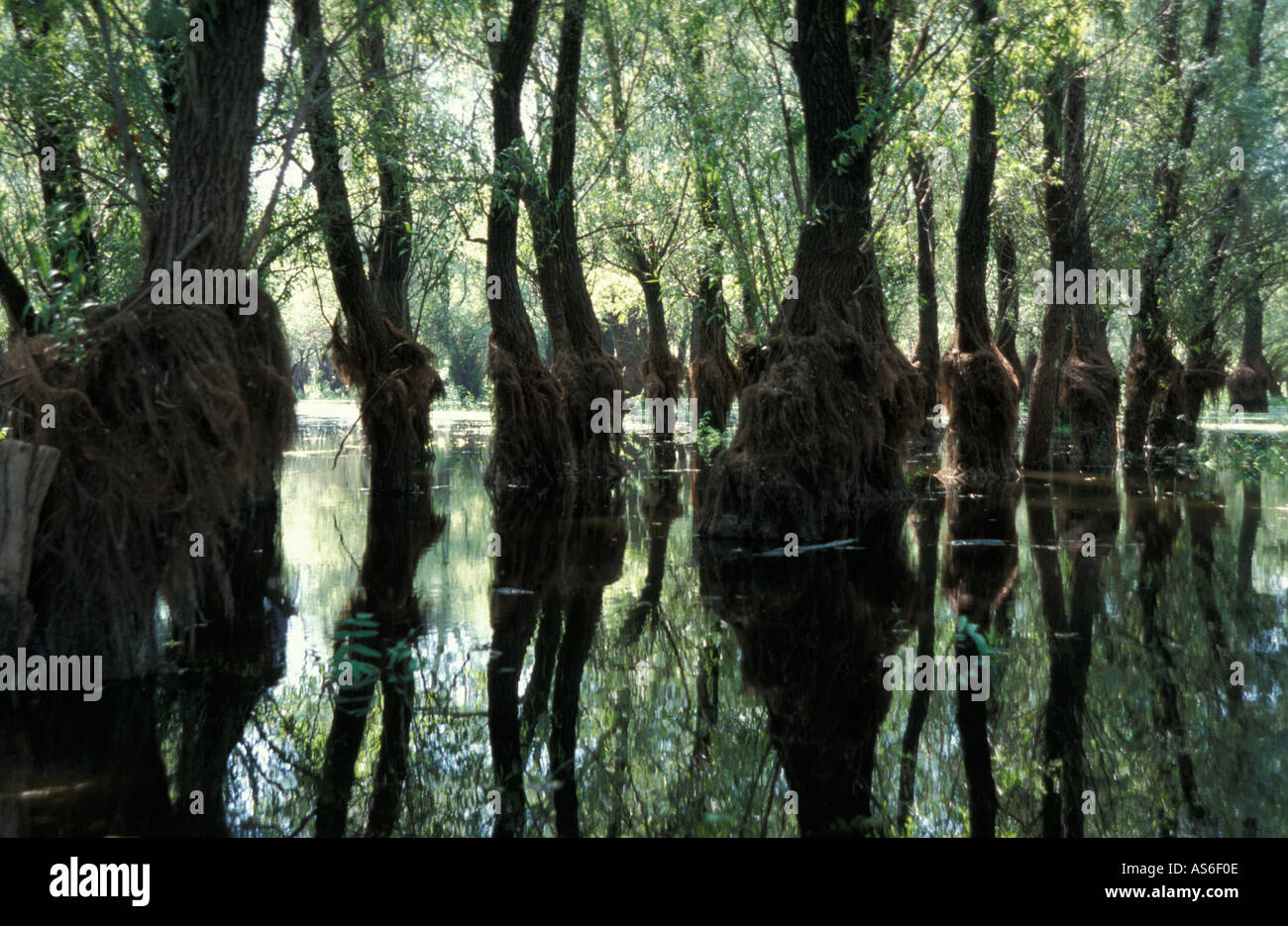 riverside forest with willow trees Stock Photo - Alamy