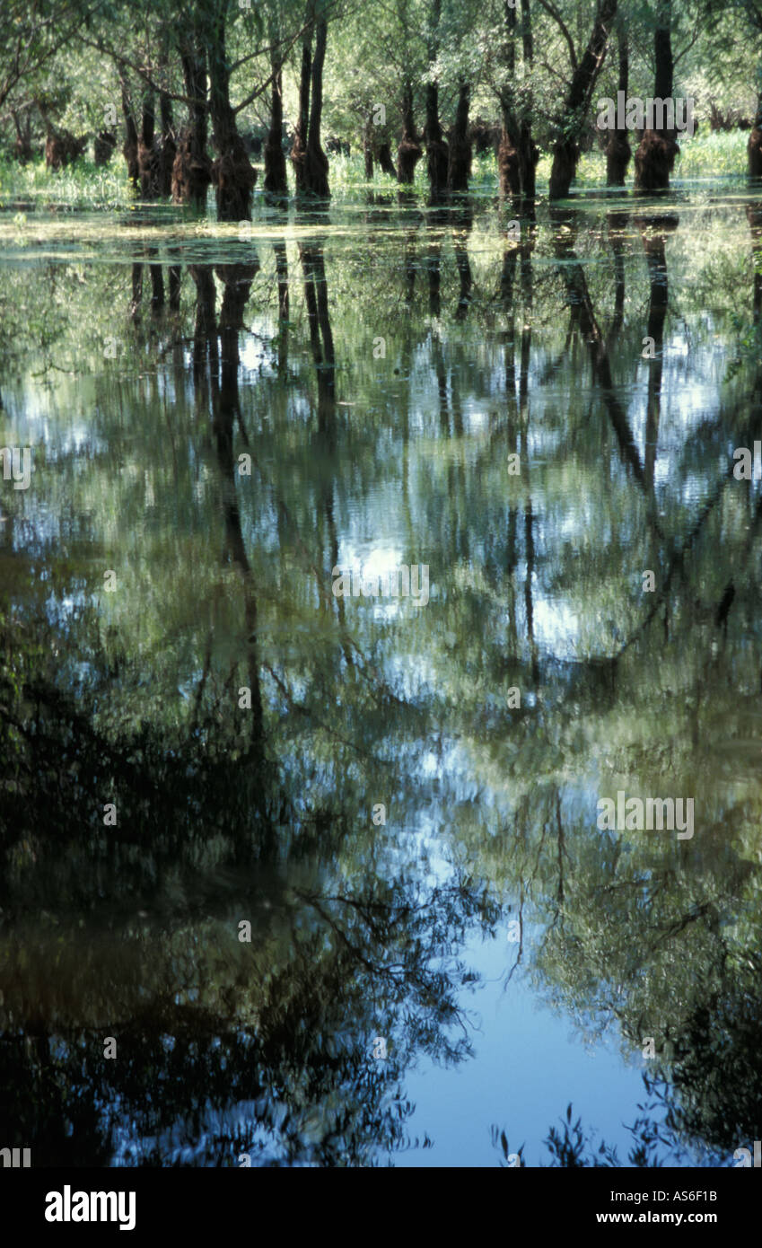 riverside forest with willow trees Stock Photo - Alamy