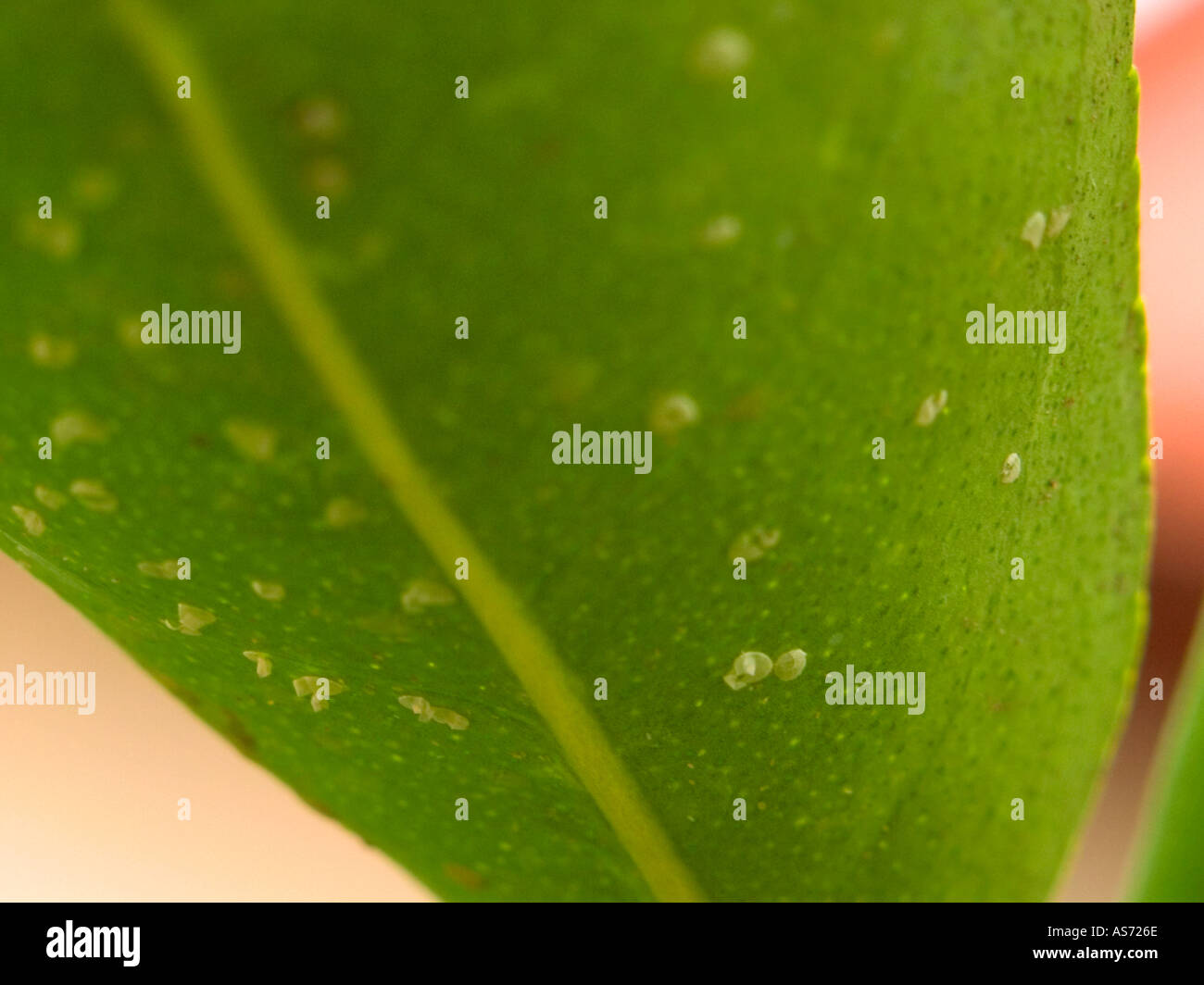White plague hi-res stock photography and images - Alamy