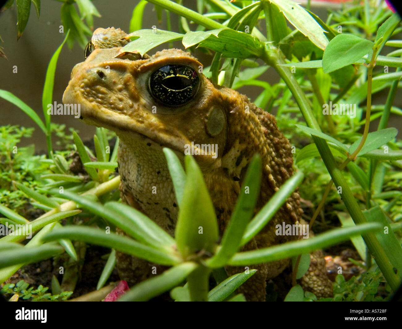 Cane Toad Closeup Stock Photo - Alamy