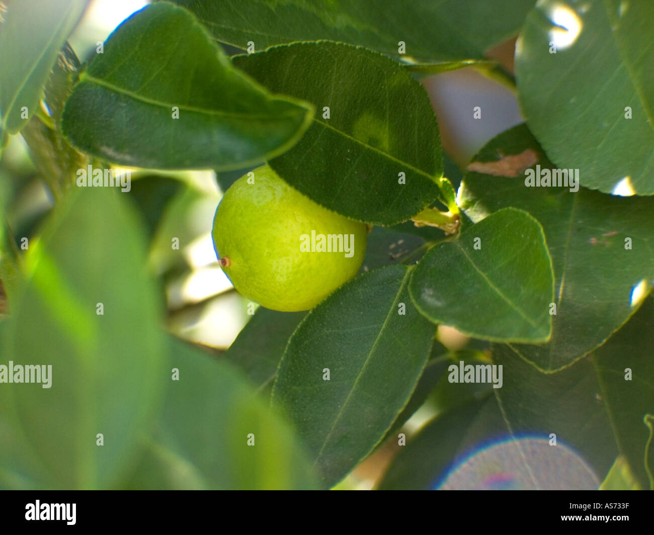 Citric tree hi-res stock photography and images - Alamy