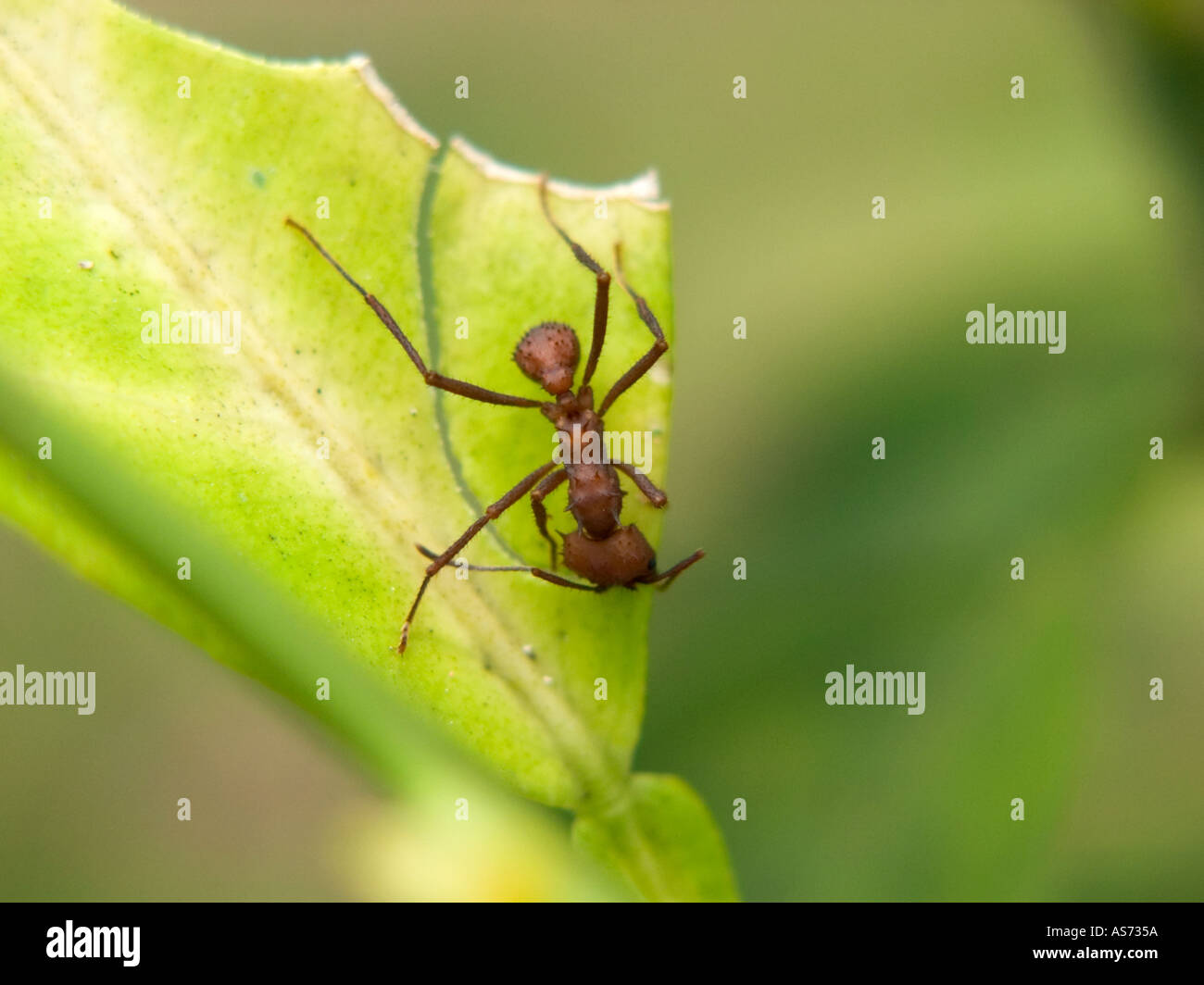 Leaf cutter ant hi-res stock photography and images - Alamy