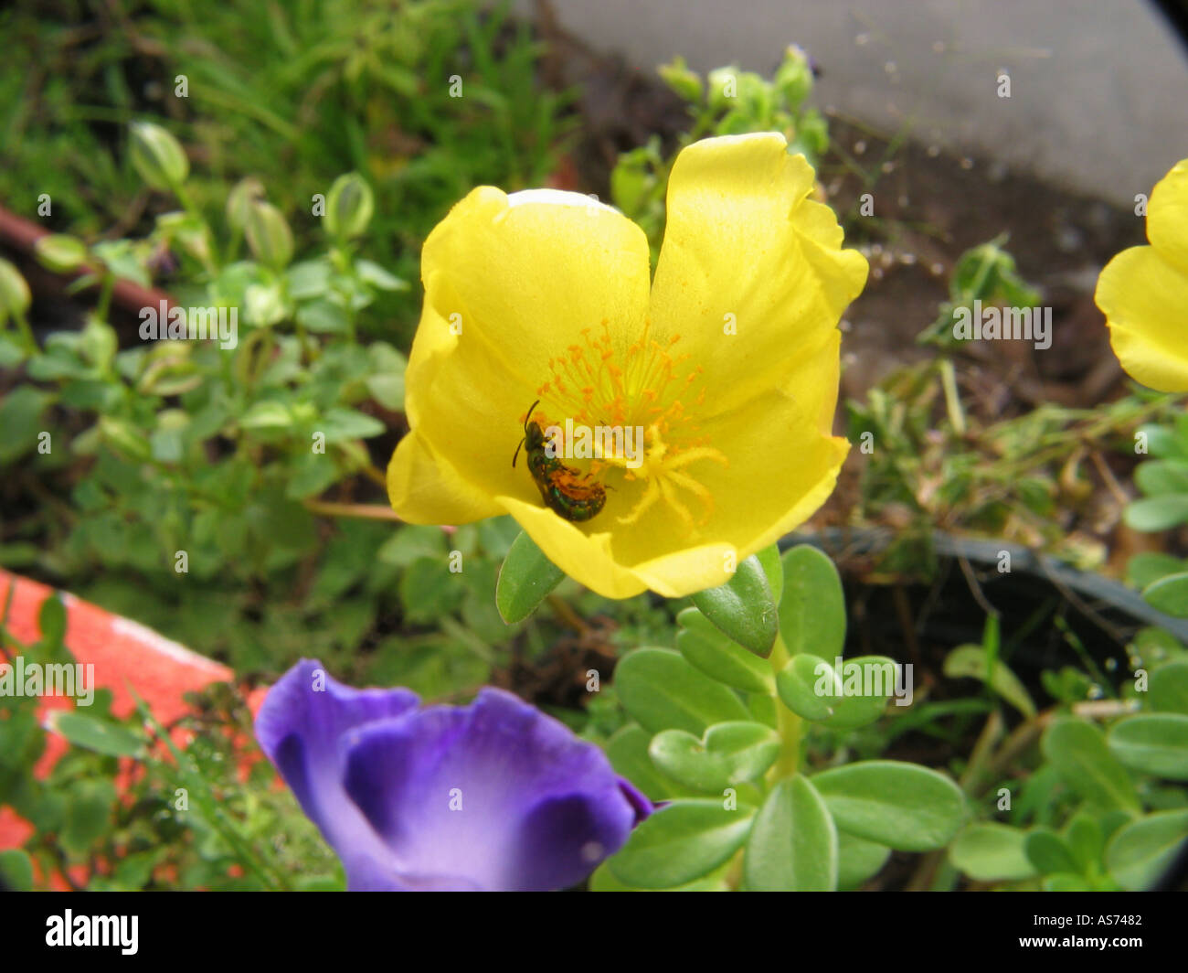 Small bee like insect pollinating a yellow portulaca Stock Photo - Alamy