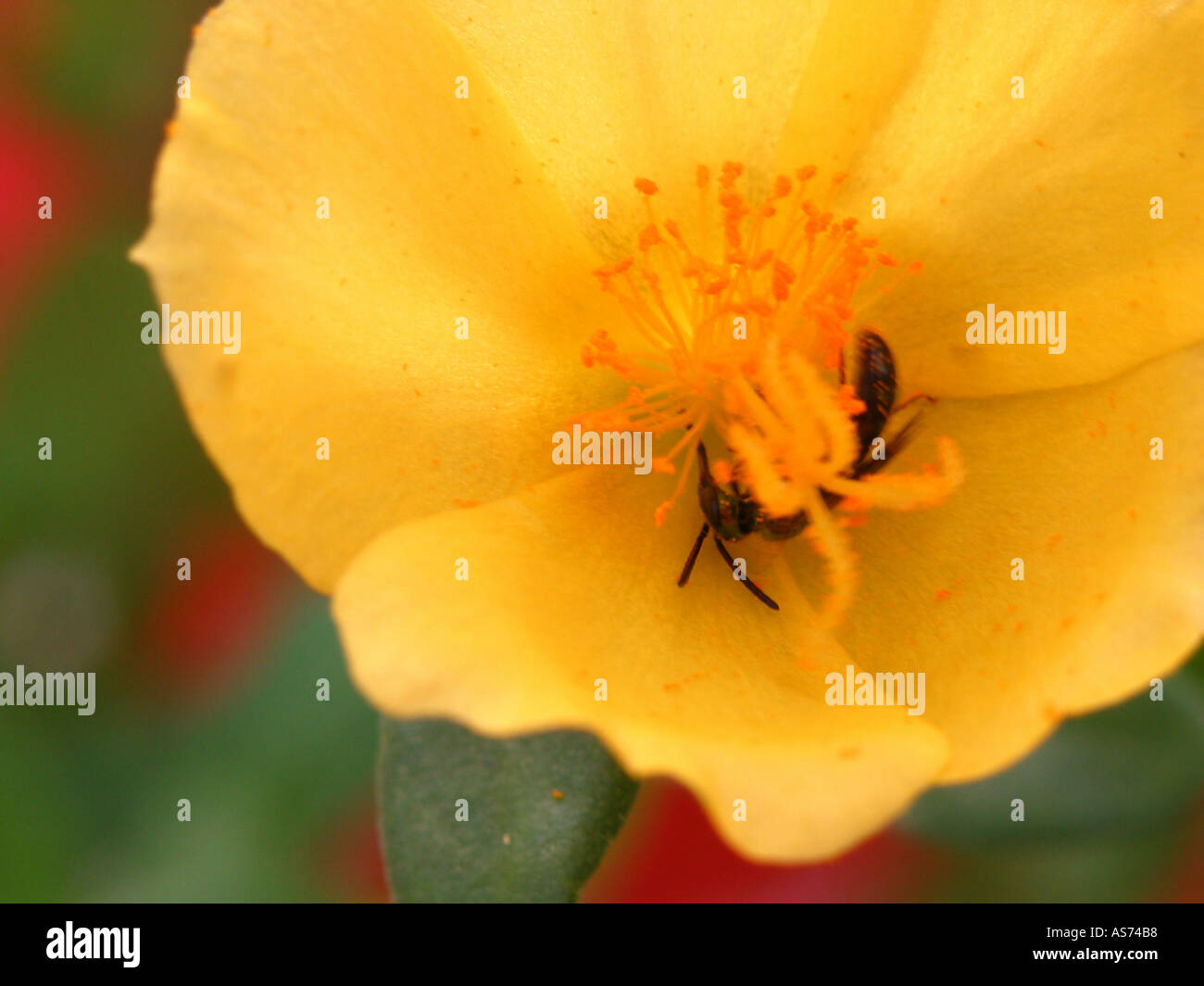Small bee like insect pollinating a yellow portulaca Stock Photo - Alamy