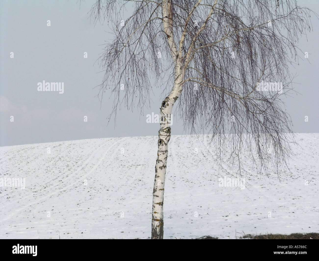 Birch tree in Snow Stock Photo - Alamy