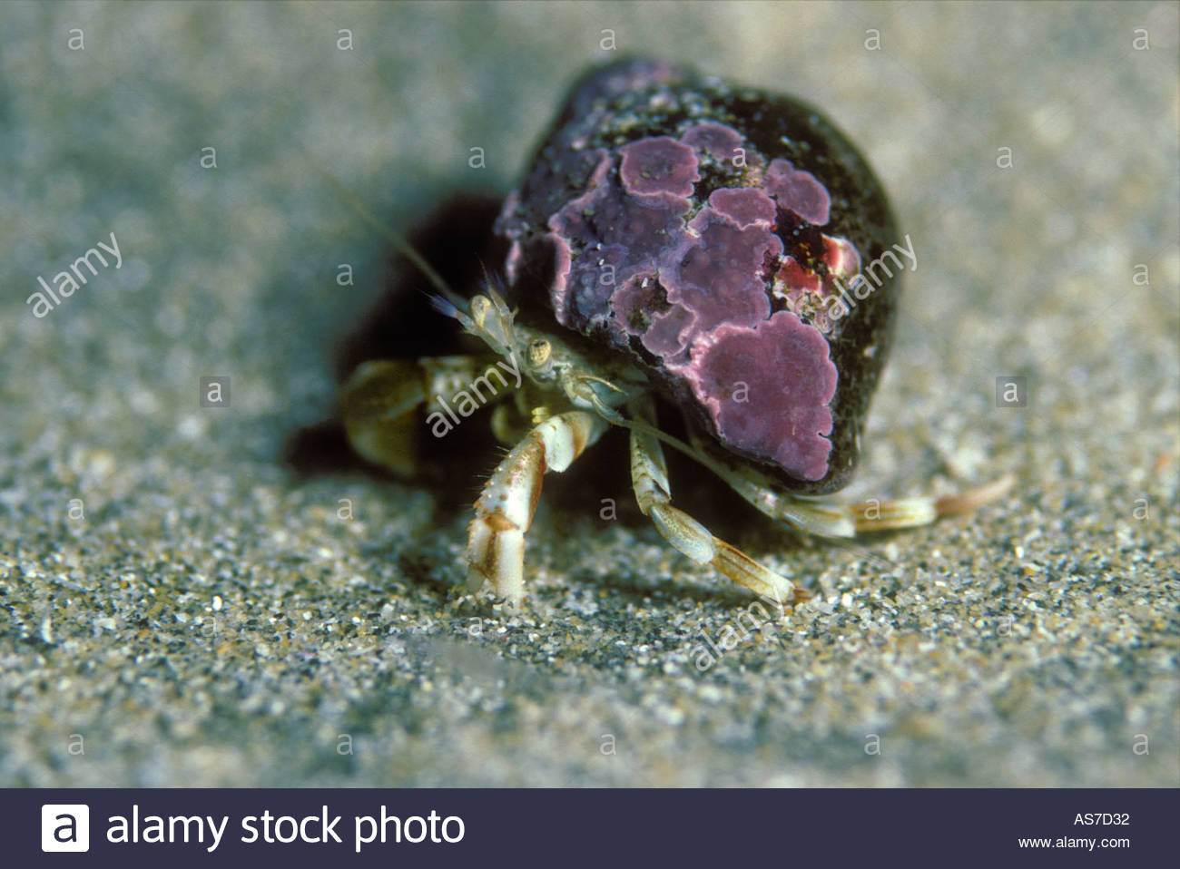 Eupagurus Bernhardus Stock Photos & Eupagurus Bernhardus Stock Images ...