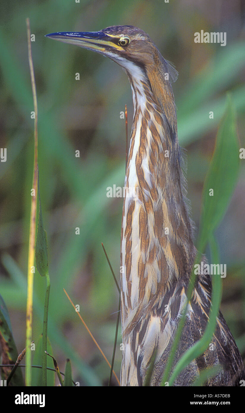 American Bittern at The Everglades National Park near Homestead Florida ...