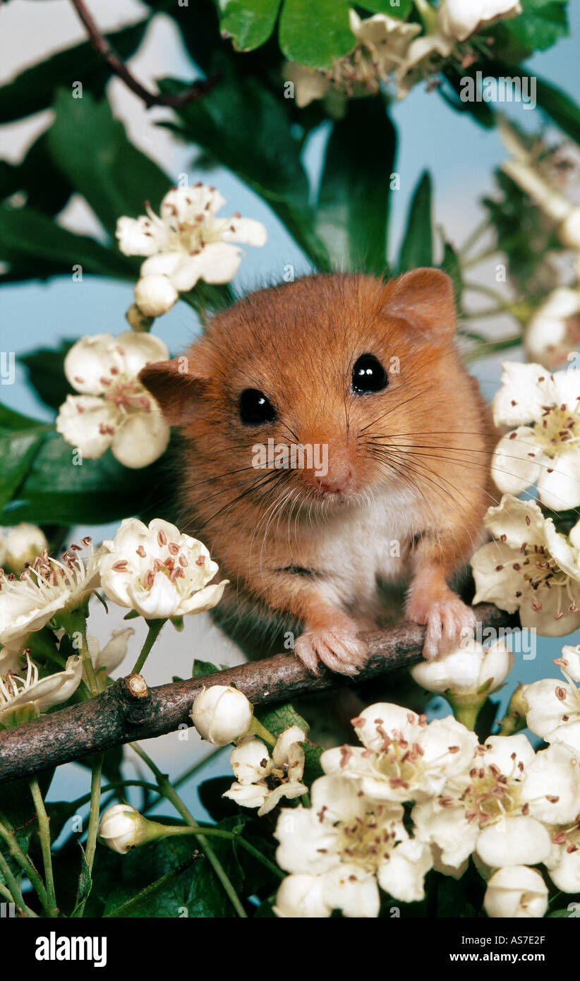 Hazel dormice blossom hi-res stock photography and images - Alamy
