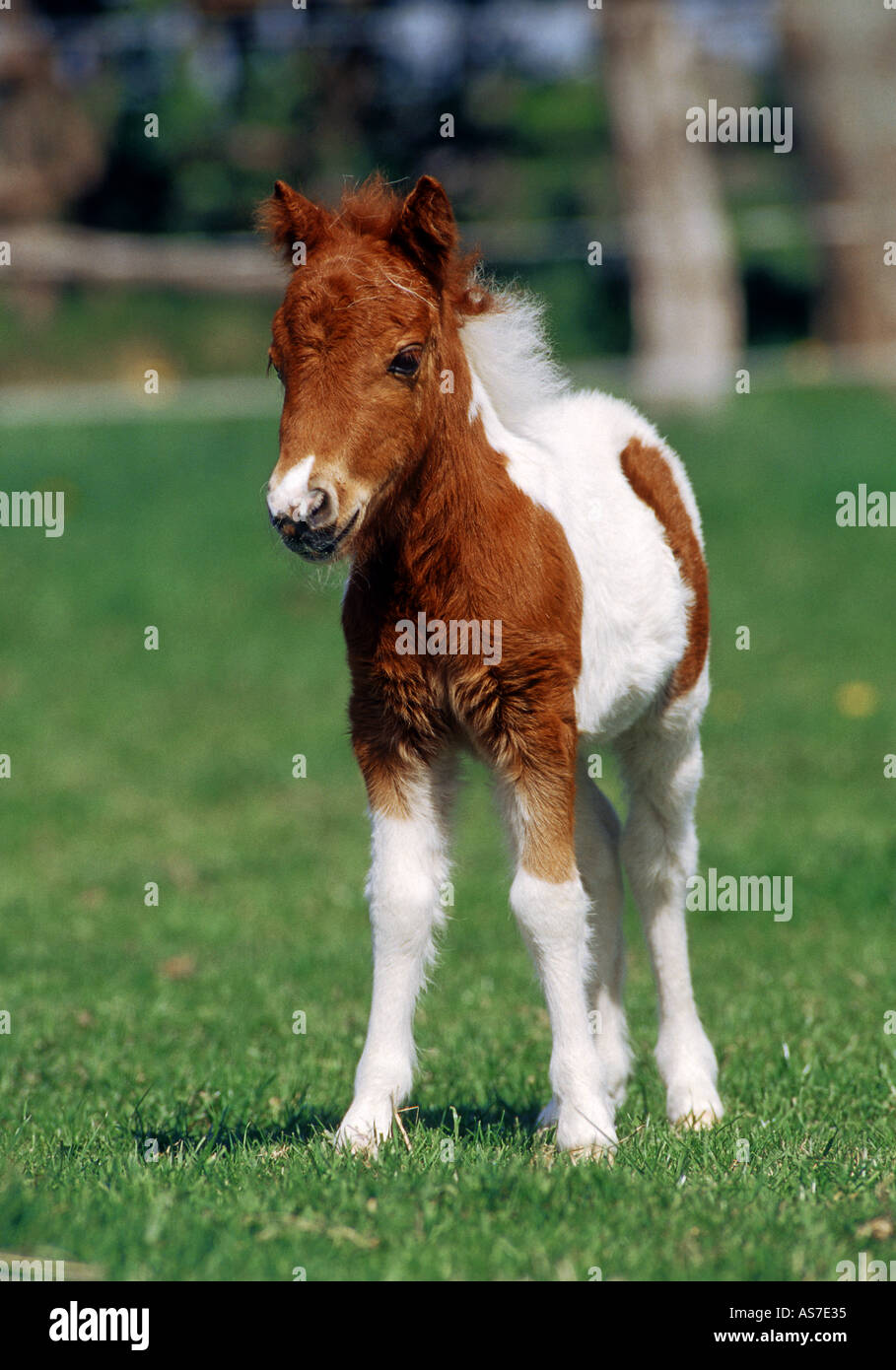 Mini Shetlland pony horse - foal on meadow Stock Photo - Alamy