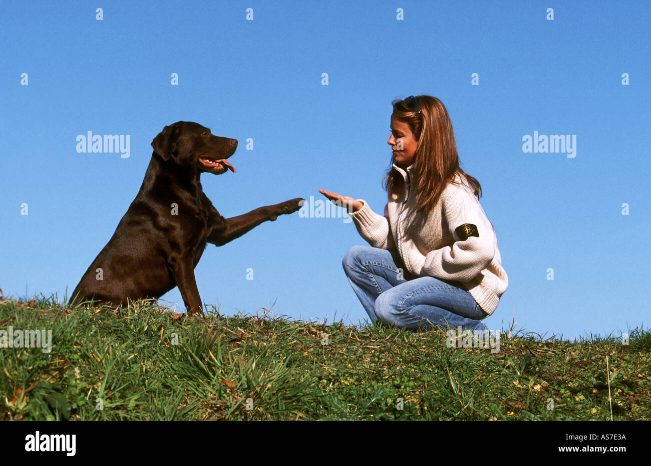Dog education: Labrador Retriever giving paw Stock Photo - Alamy