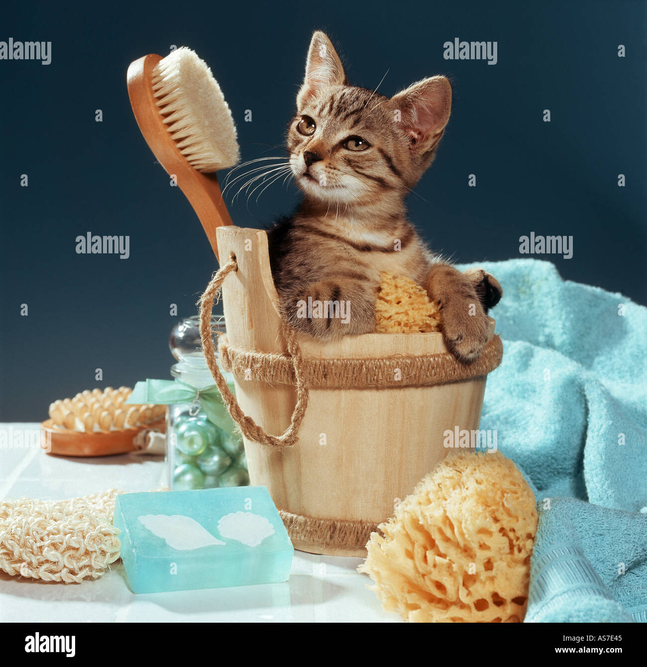 domestic cat kitten in washtub with brush and sponge Stock Photo - Alamy