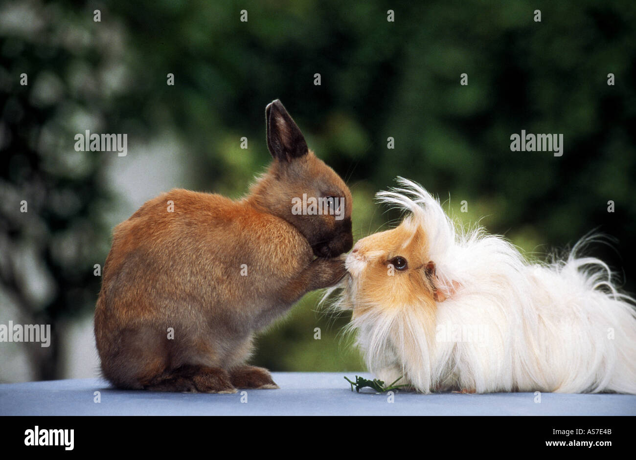 Angora Guinea Pig High Resolution Stock Photography and Images - Alamy