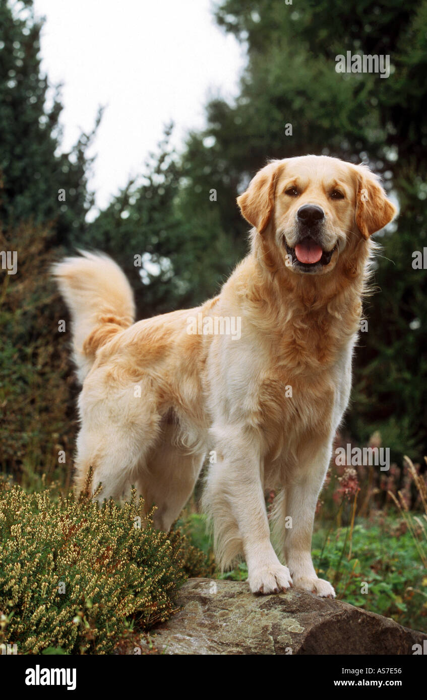 golden retriever standing on rock Stock Photo - Alamy